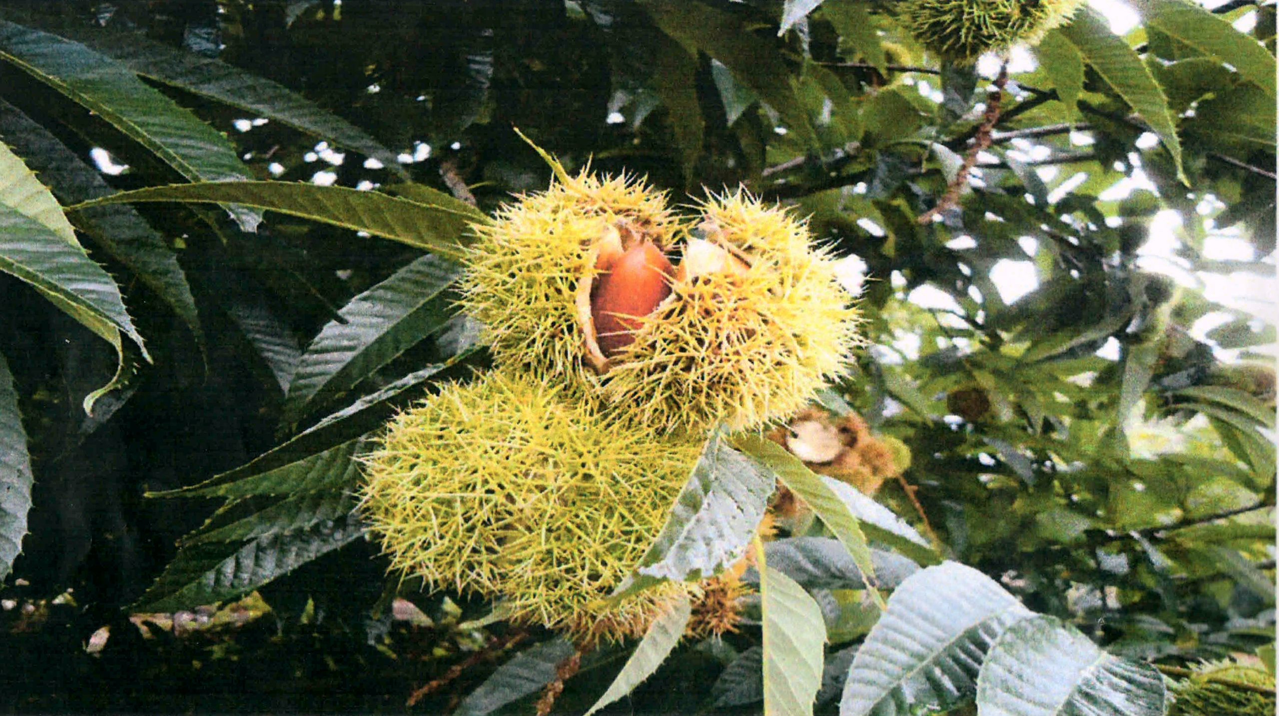 Comissão do Prêmio Kiyoshi Yamamoto lança DVD sobre a cultura do “kuri ...